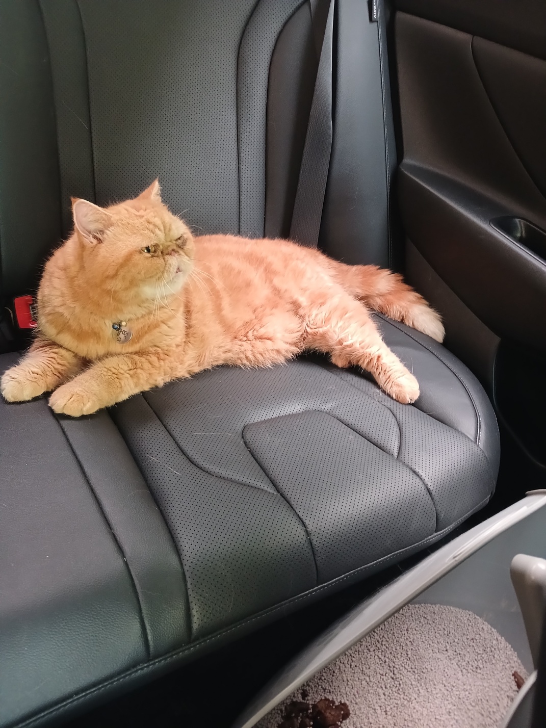 +15 울버린 발톱 : 아이온-NCSOFT