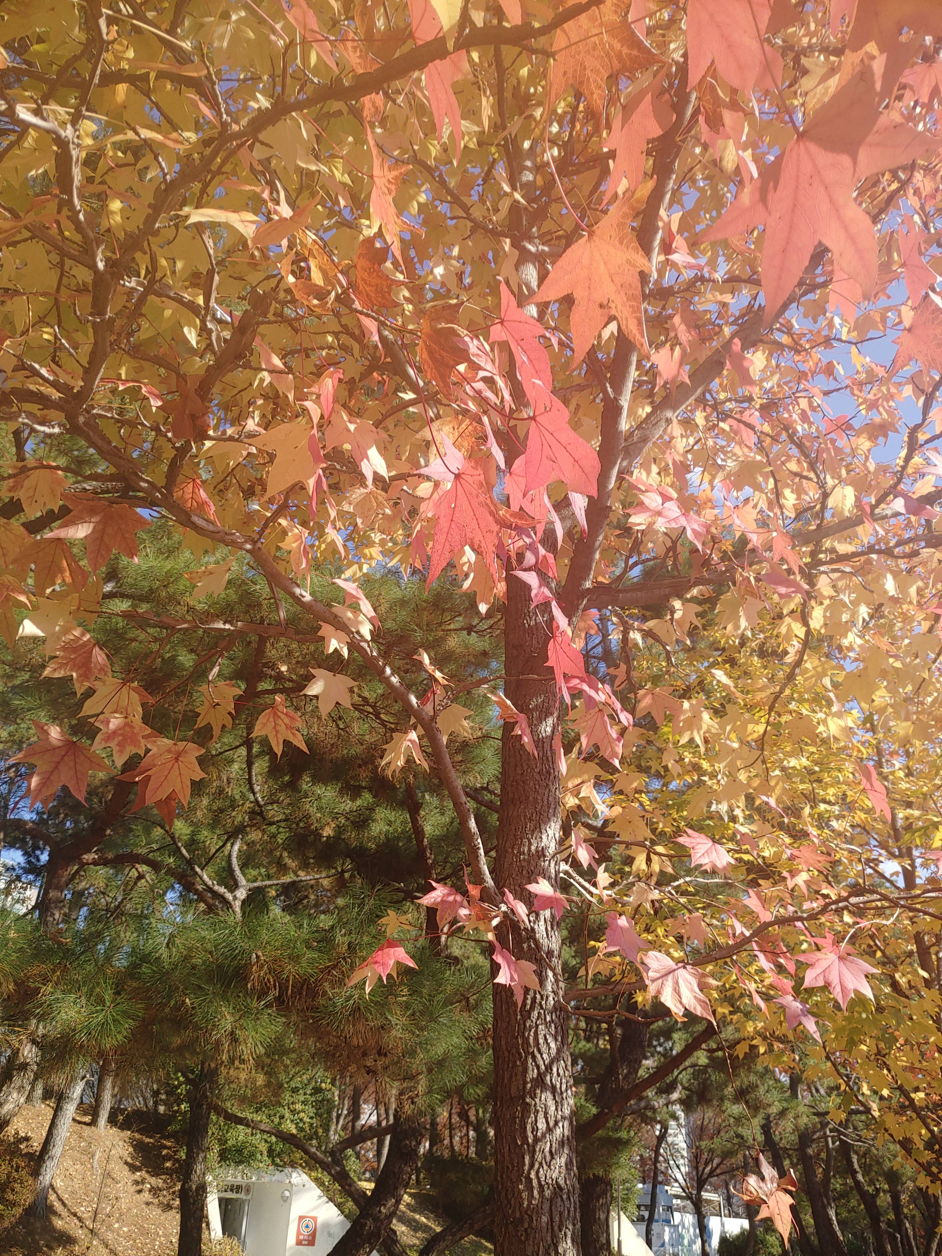 포근한 날씨. : 리니지2M–NCSOFT