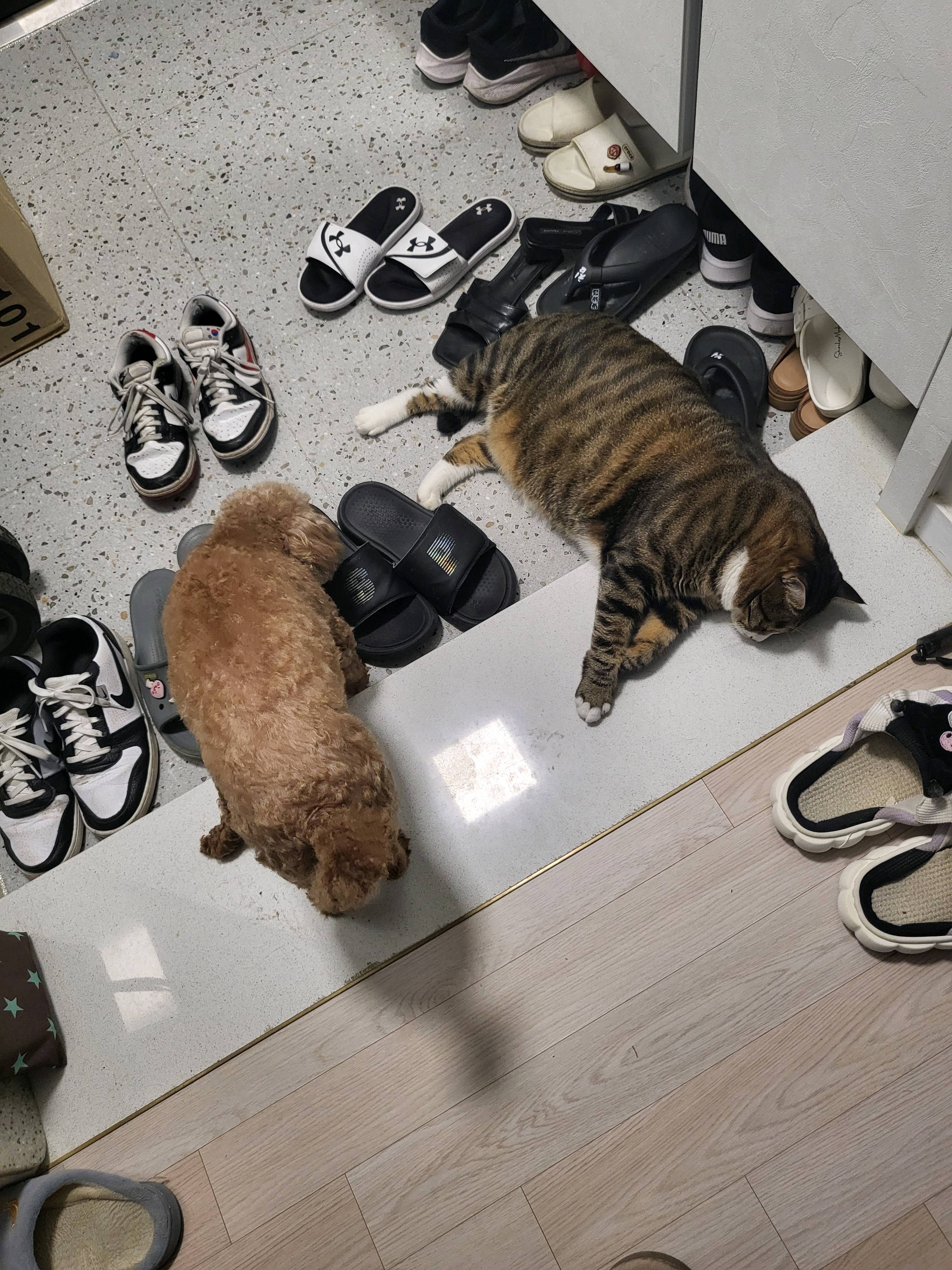 게임 할수 없는 서버 군터09 서버 : 리니지M-NCSOFT