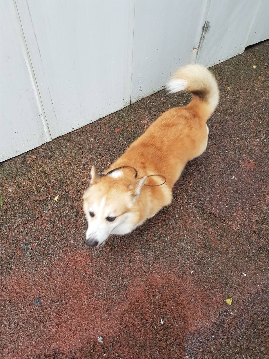 84렙♡1퍼ㅋ 상점 안고칠거냐그~♡ 조명가게 보러 가깡~♡.♡ : 리니지W-NCSOFT