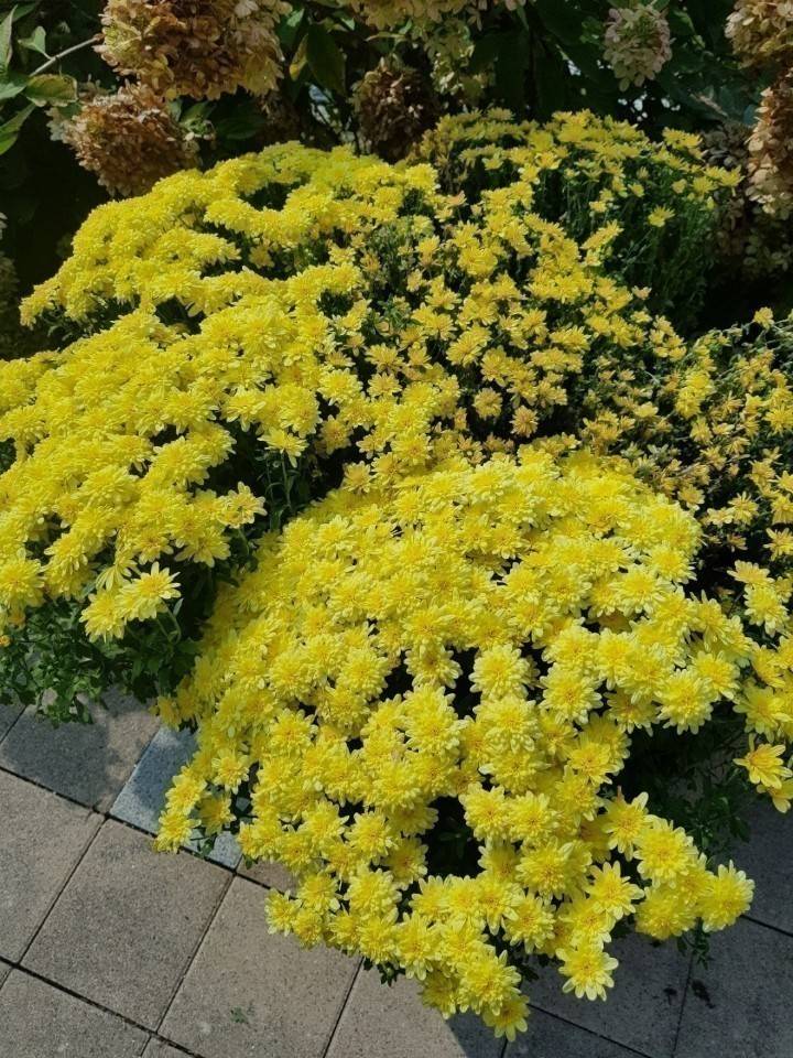 84렙♡59퍼♡79등♡1520점ㅋ♡시탑18층~따~뤼~♡1영스ㅠ♡ 뿍이~^~♡ 씨~익~^~^ : 리니지W-NCSOFT