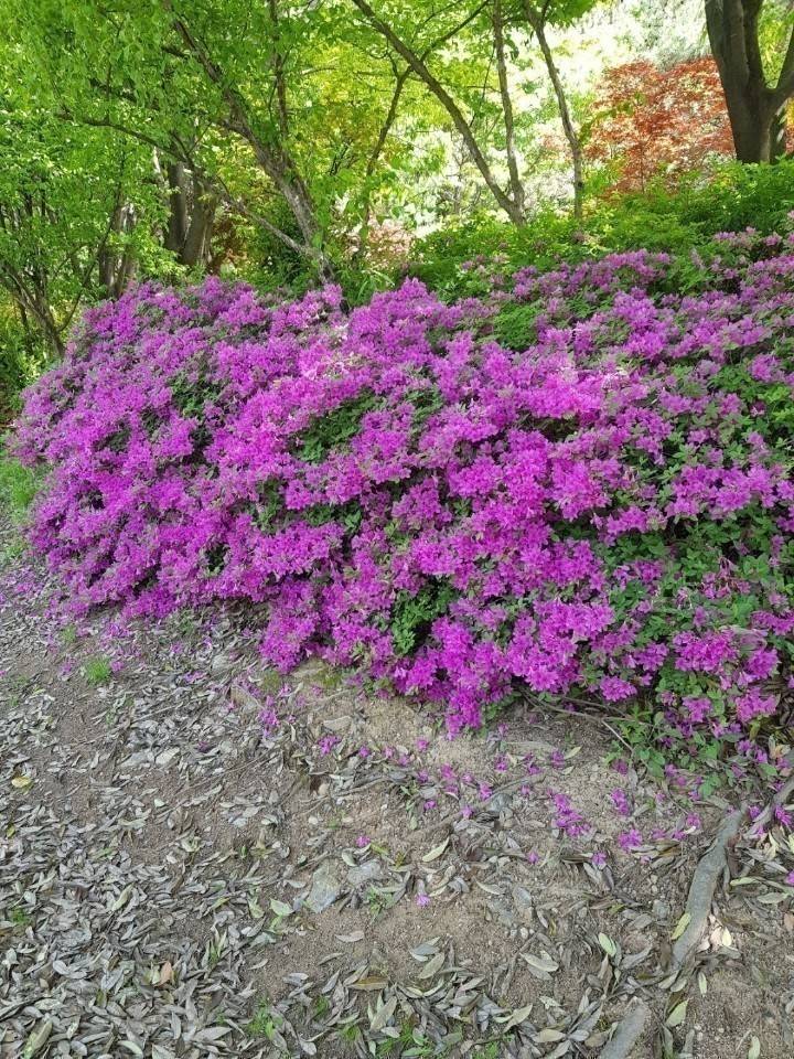 게임 끄고 접속안하믄♡ 펫♡ 경치가 안올르네ㅠ 탐험 파견 처럼 패치 ㄱㄱ씽♡♡ : 리니지W-NCSOFT