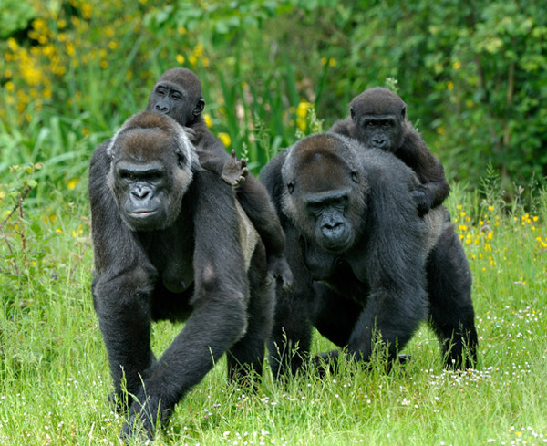 러빗미니 : 러브비트-NCSOFT