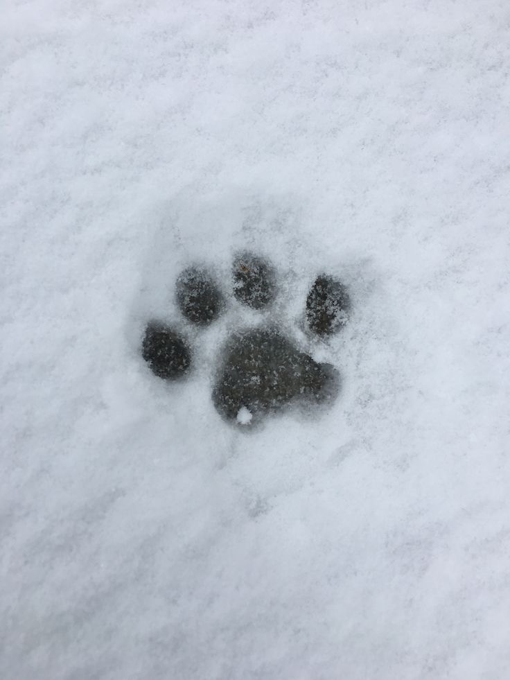 러빗 미니 : 러브비트 – NCSOFT