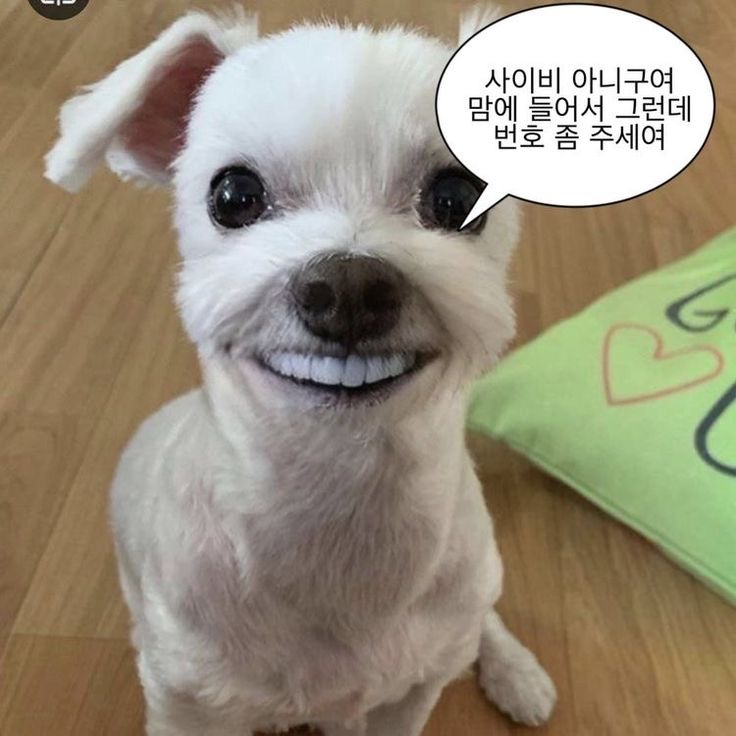 러빗 미니 : 러브비트 – NCSOFT