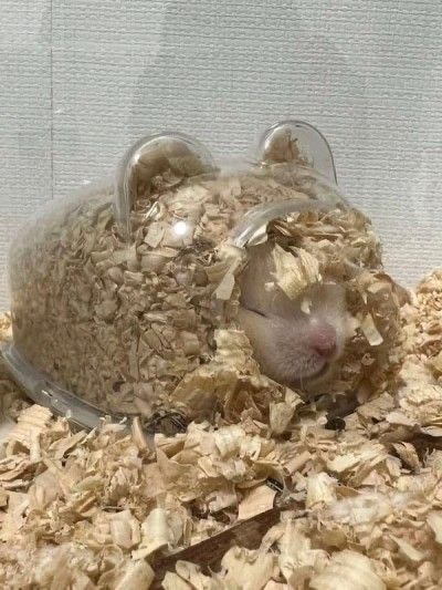 러빗미니 : 러브비트-NCSOFT