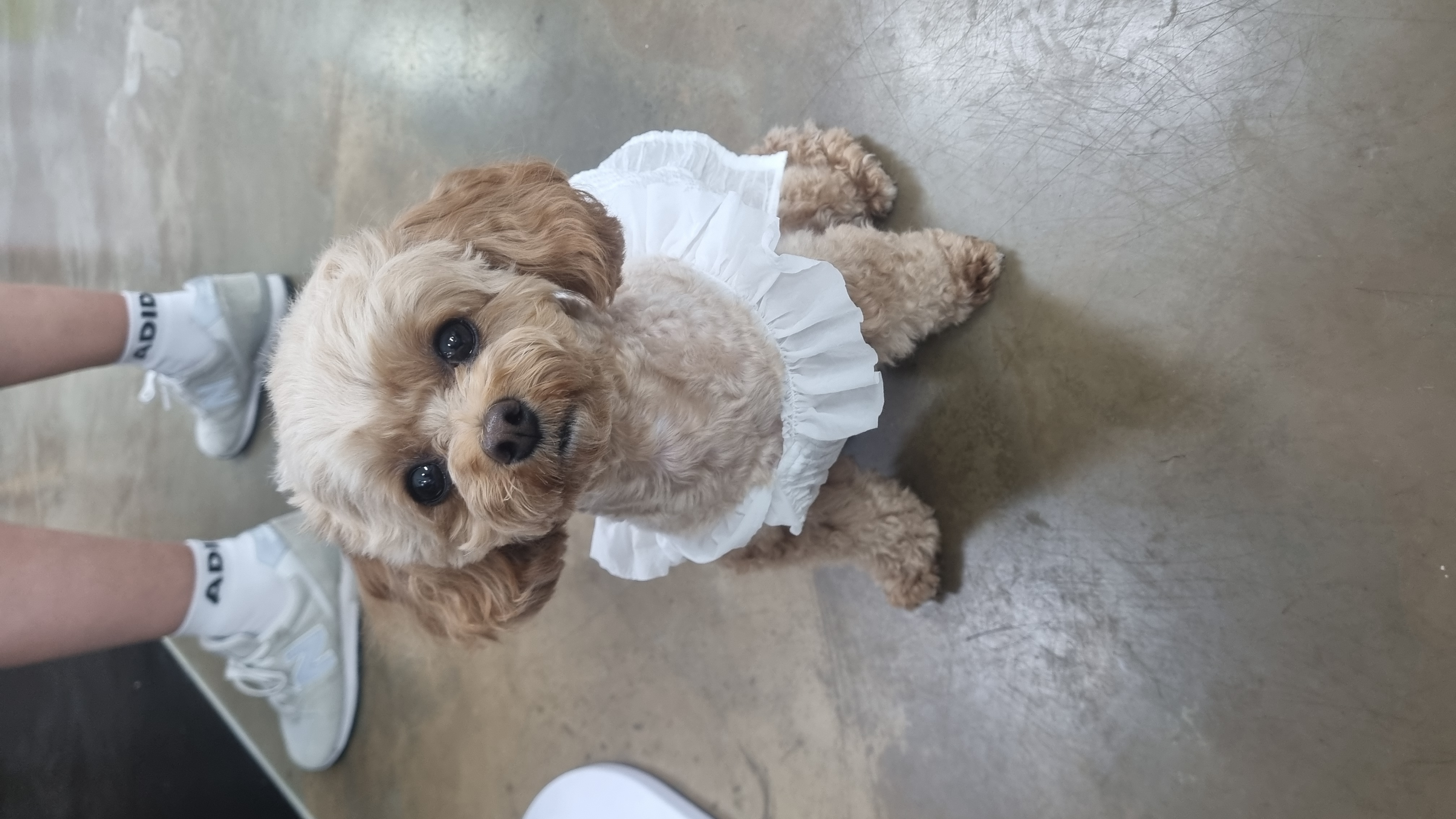 러빗미니 : 러브비트-NCSOFT