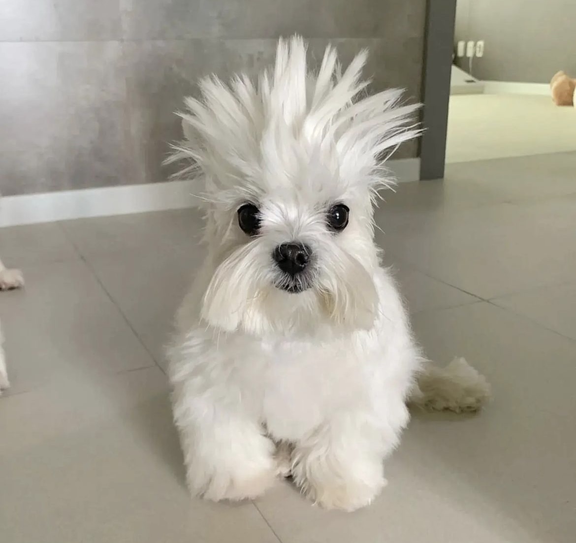 러빗미니 : 러브비트-NCSOFT