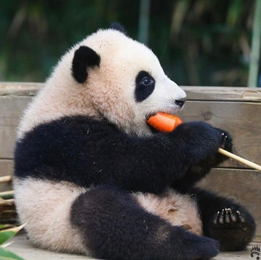 러빗미니 : 러브비트-NCSOFT