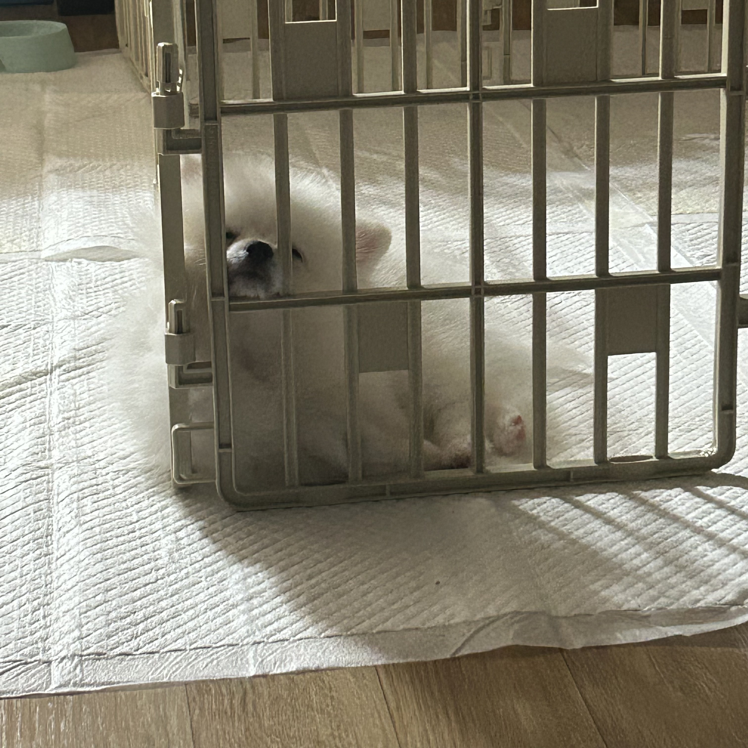 러빗미니 : 러브비트-NCSOFT