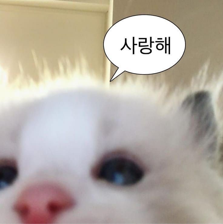 러빗미니 : 러브비트-NCSOFT