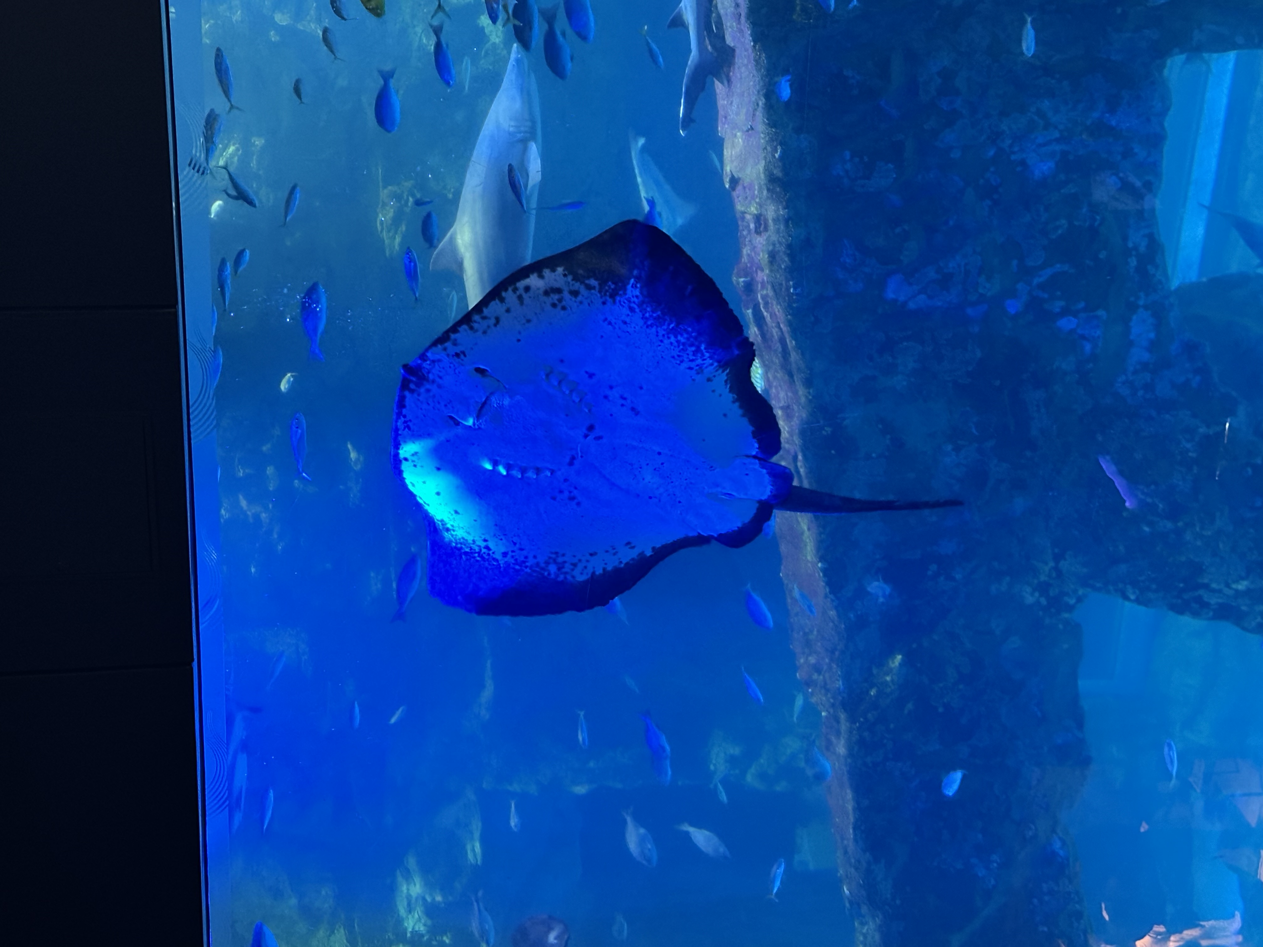 러빗미니 : 러브비트-NCSOFT