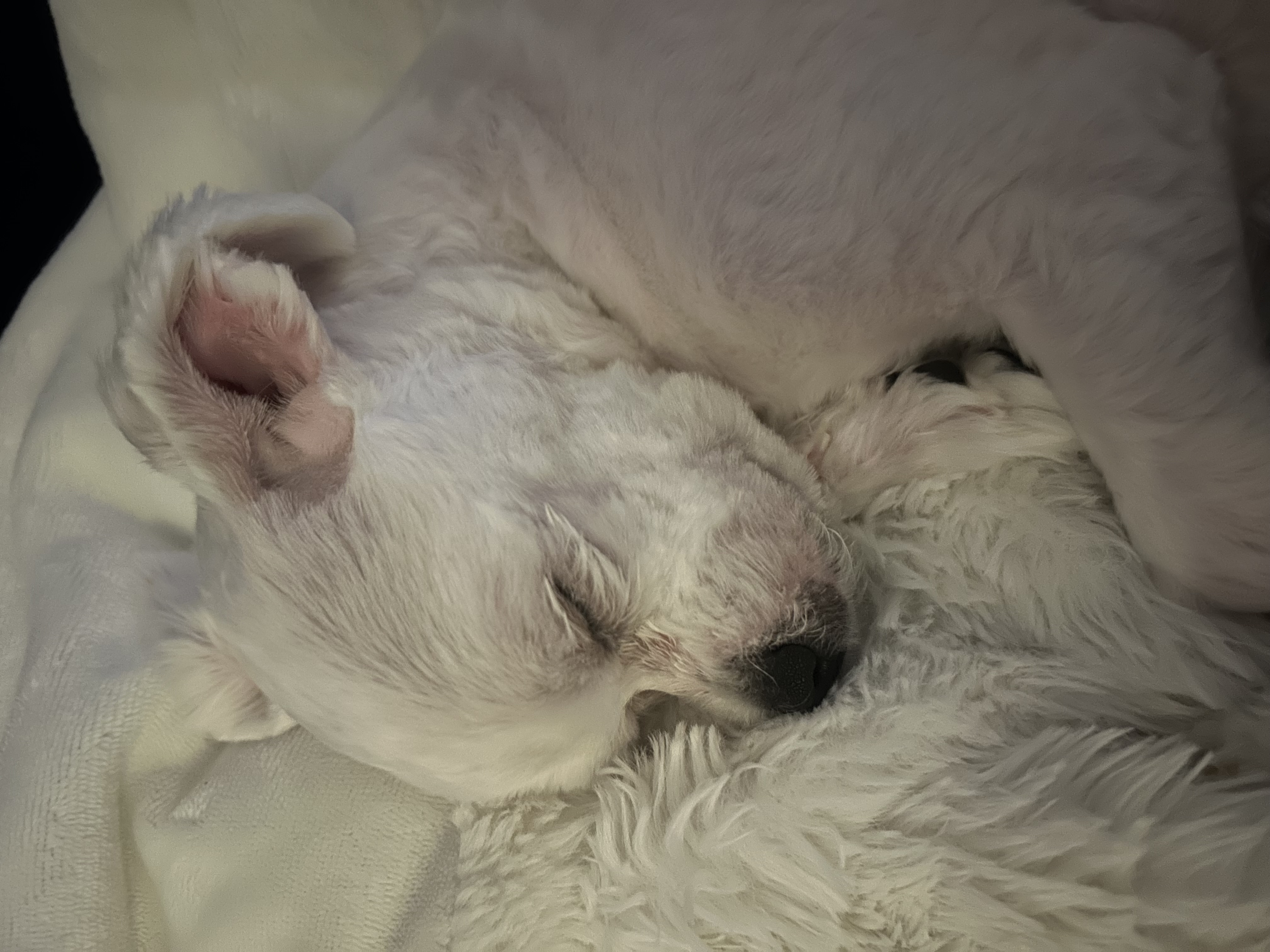 러빗미니 : 러브비트-NCSOFT