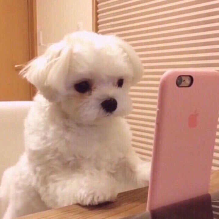 러빗미니 : 러브비트-NCSOFT