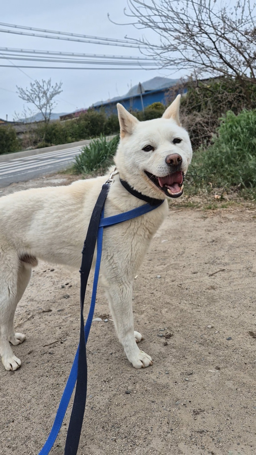 러빗미니 : 러브비트-NCSOFT