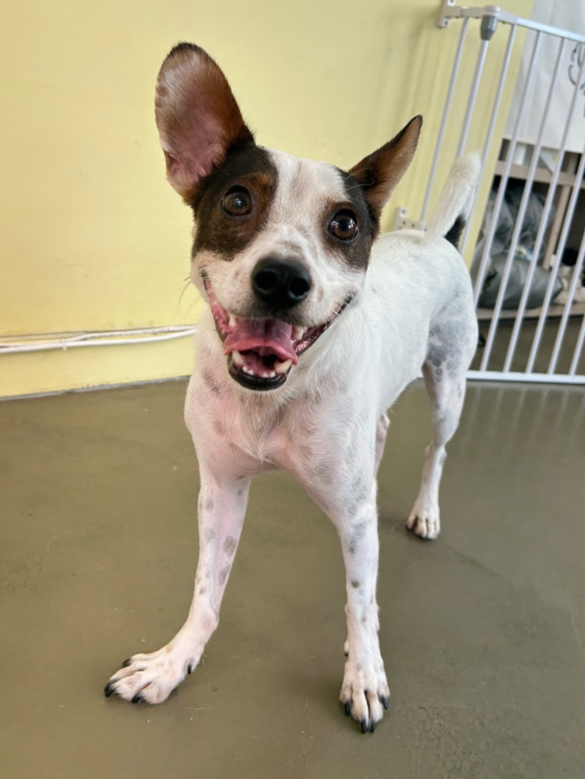 러빗미니 : 러브비트-NCSOFT