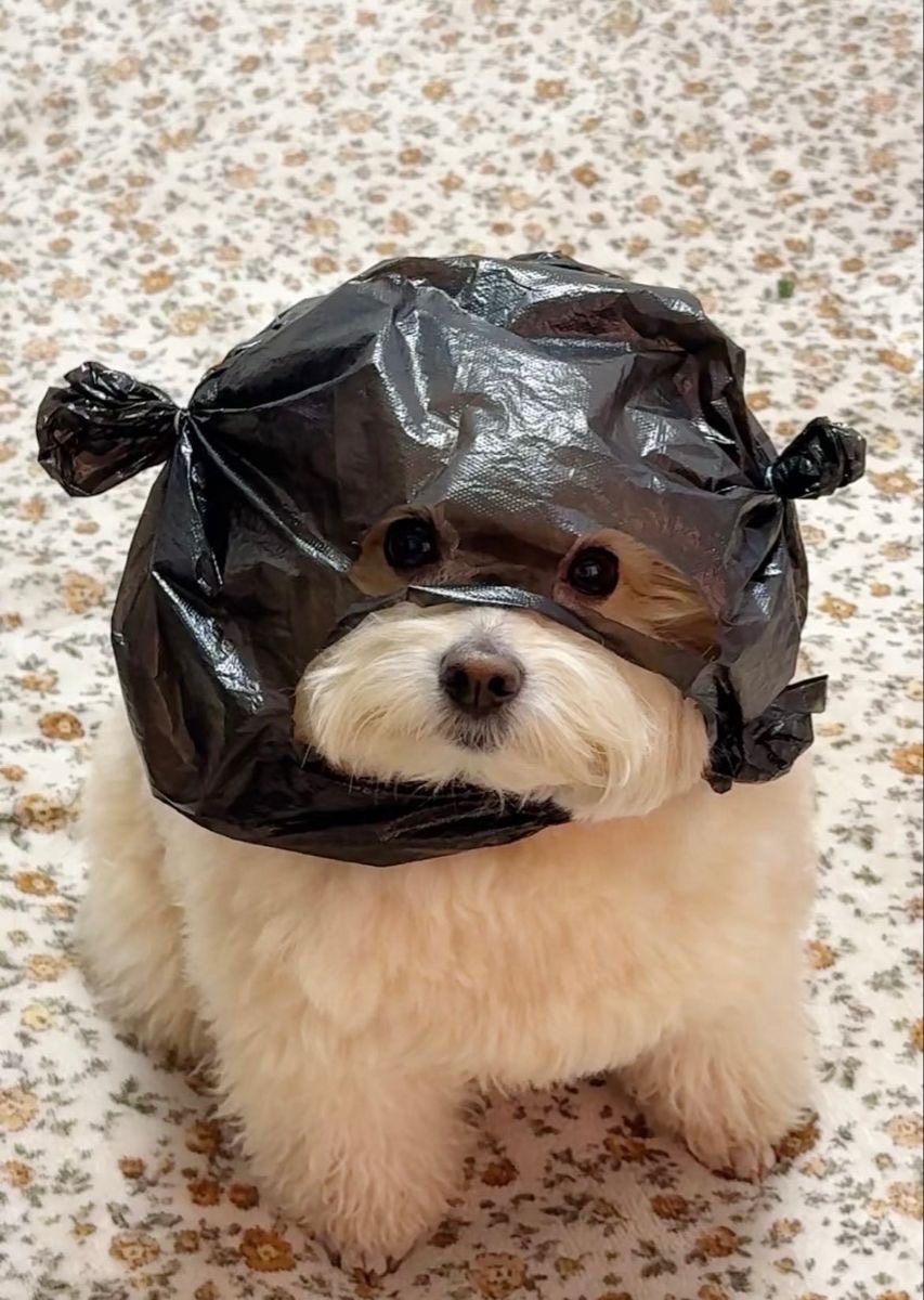 러빗미니 : 러브비트-NCSOFT