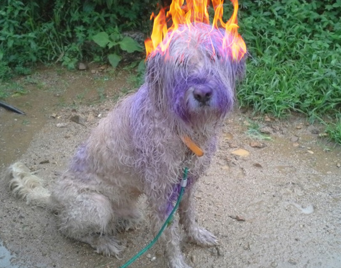 러빗미니 : 러브비트-NCSOFT