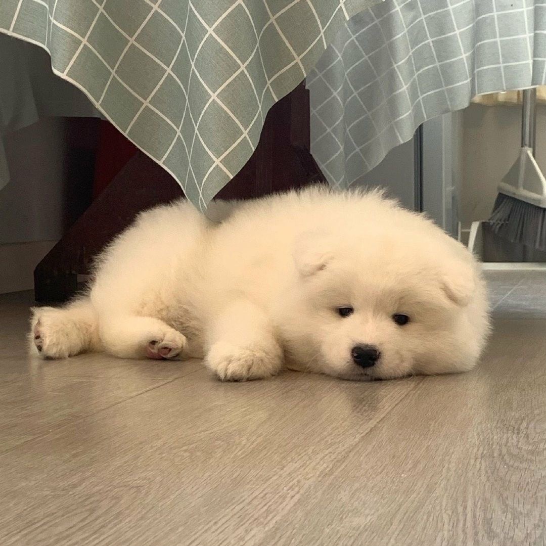 러빗미니 : 러브비트-NCSOFT