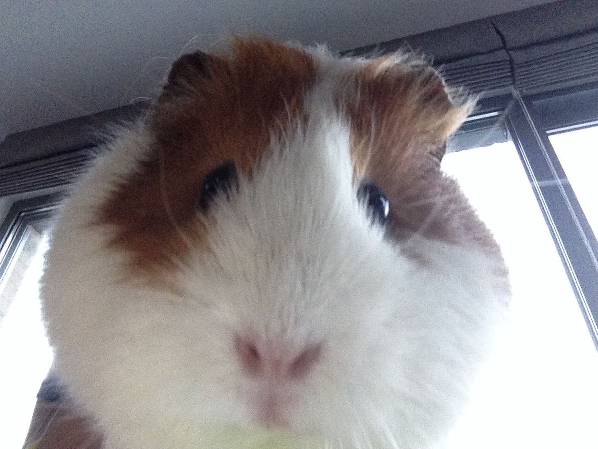 러빗미니 : 러브비트-NCSOFT