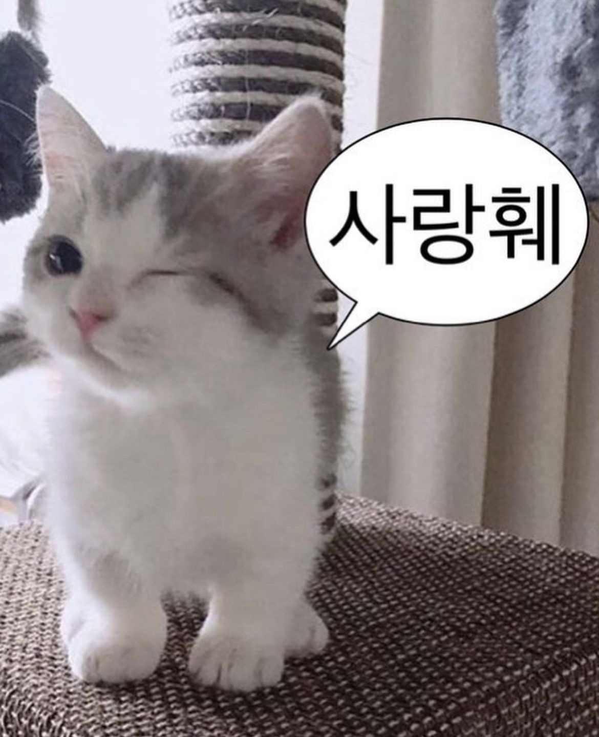 러빗미니 : 러브비트-NCSOFT